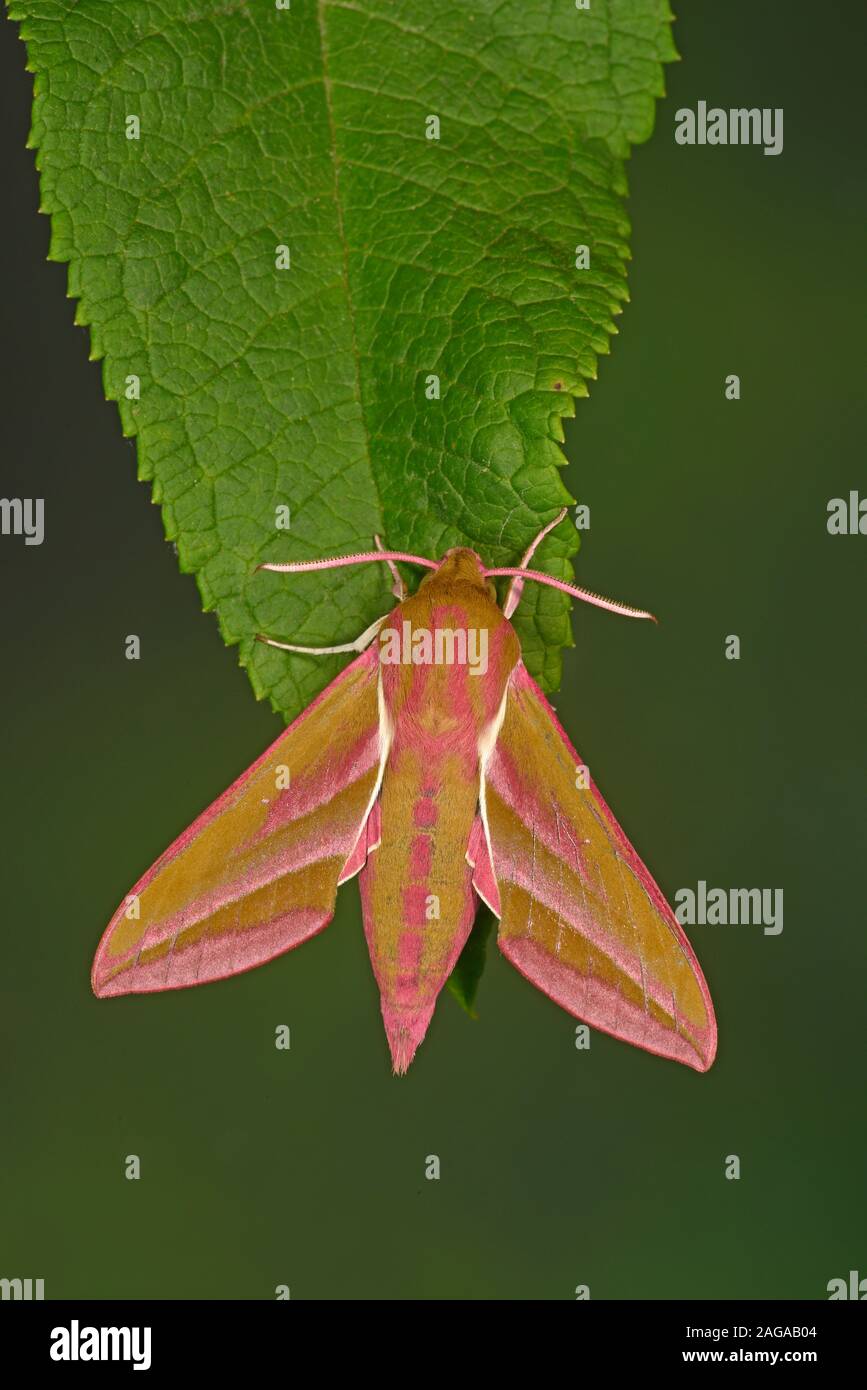 Large Elephant Hawk-moth (Deilephila elpenor) resting on leaf, Wales ...