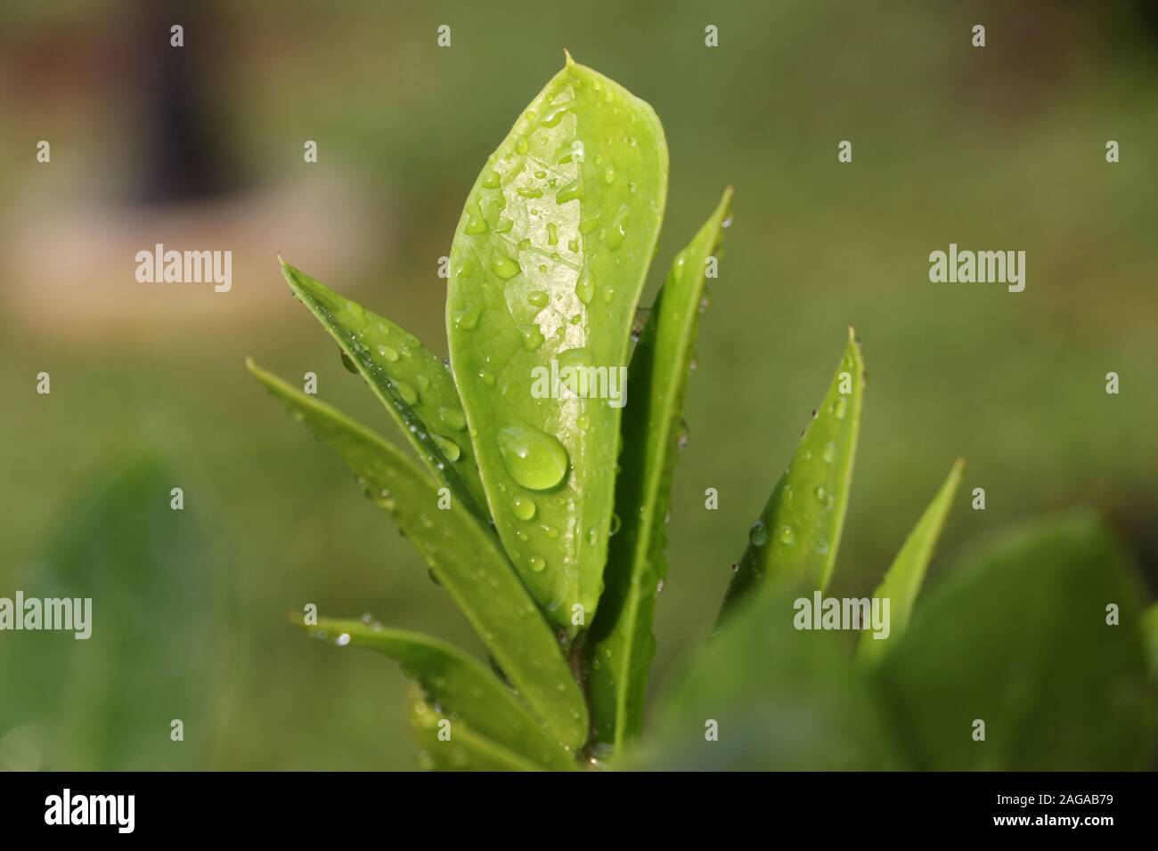 Drops water on leaves plants hi-res stock photography and images - Alamy