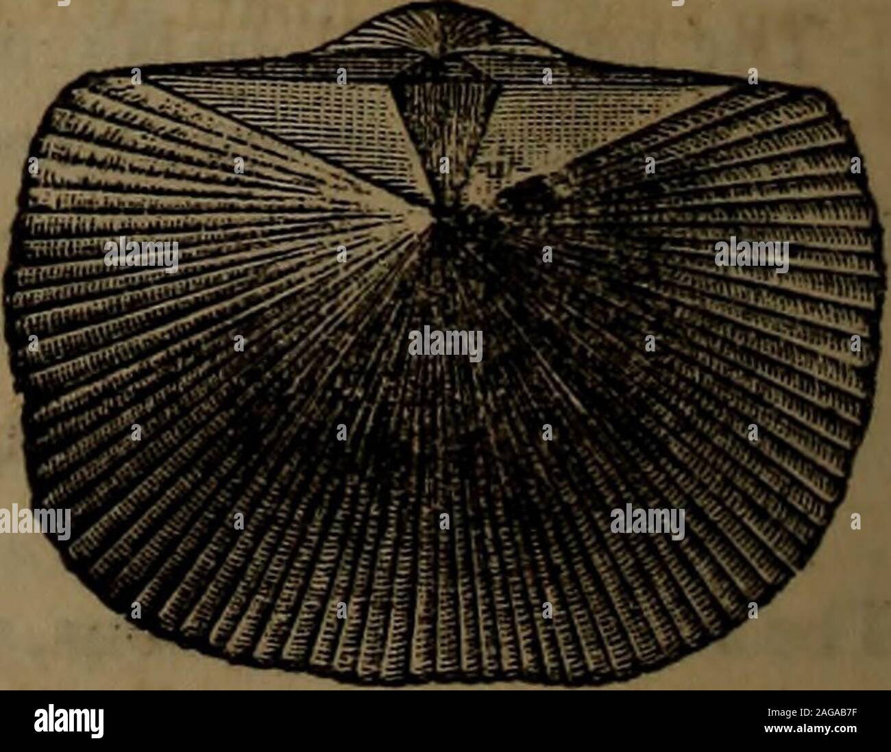 Striate area hi-res stock photography and images - Alamy