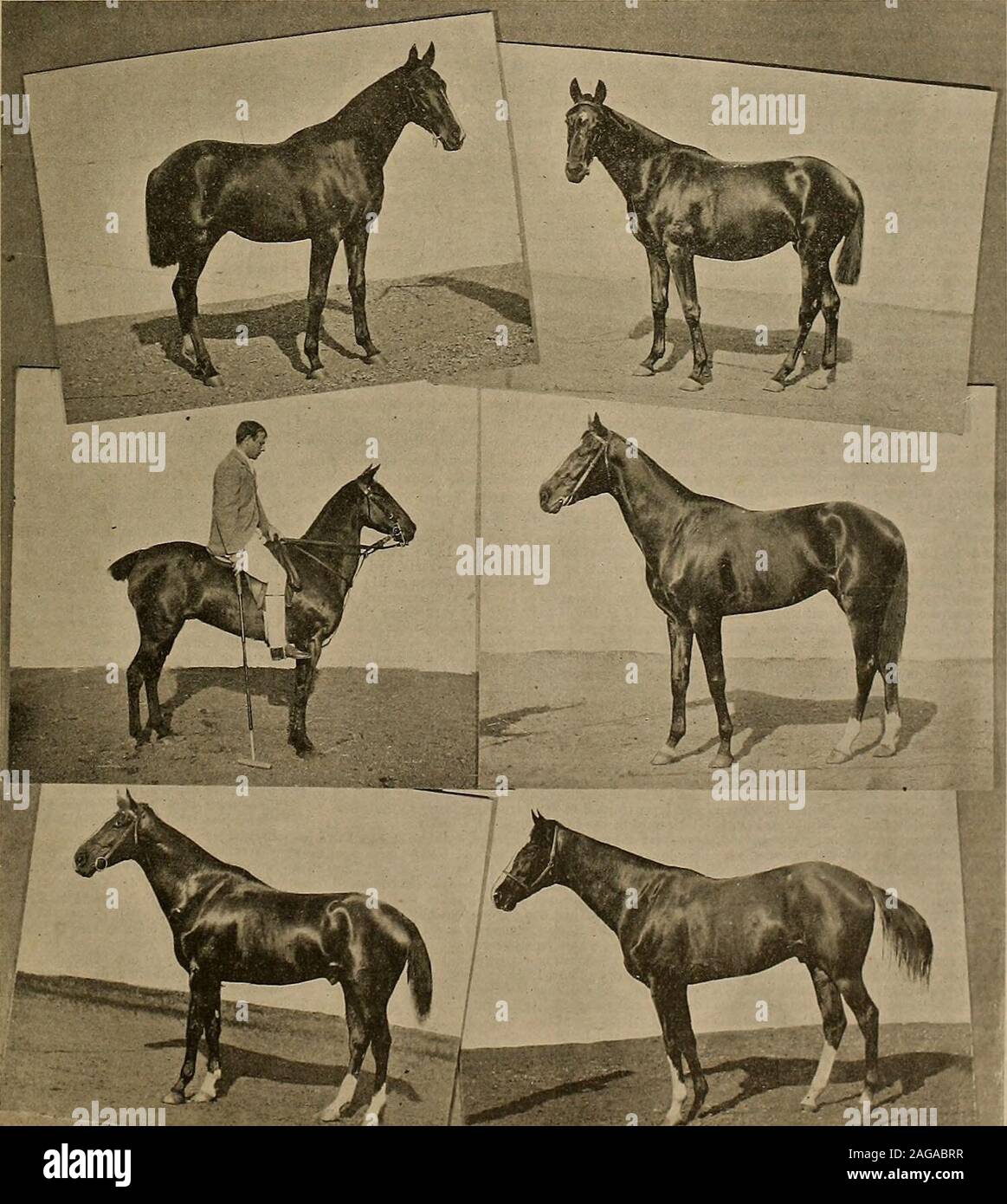 . Breeder and sportsman Stock Photo - Alamy