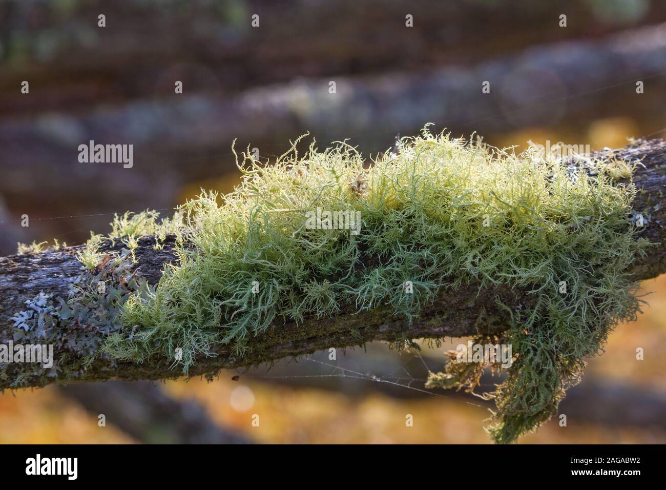 Mossy log with moss and lichens Stock Photo - Alamy
