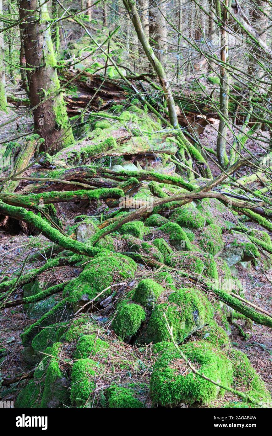 Old stone wall cover with moss in the forest Stock Photo - Alamy