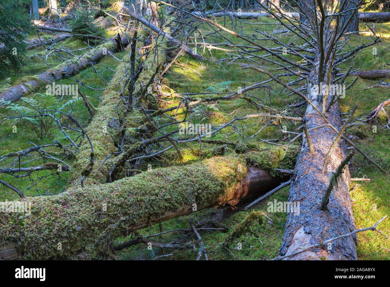 Wood spruce woodland woodlands hi-res stock photography and images - Alamy