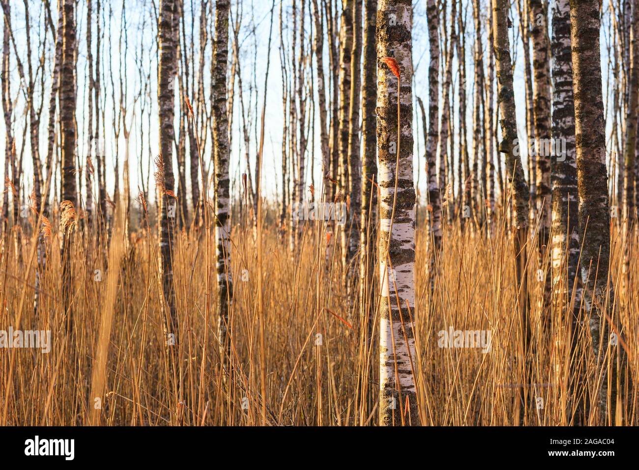 Birch trunks among the reeds in the forest Stock Photo - Alamy