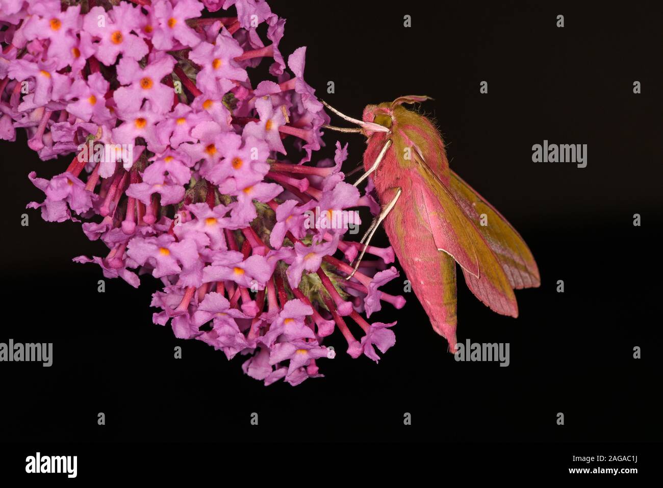 Large Elephant Hawk-moth (Deilephila elpenor) resting on buddleia ...