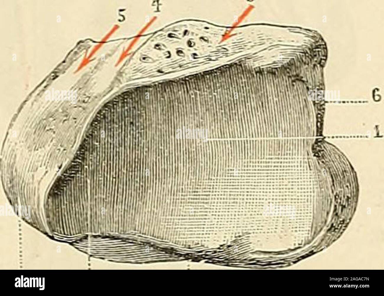 . Traité d'anatomie humaine : anatomie descriptive, histologie ...