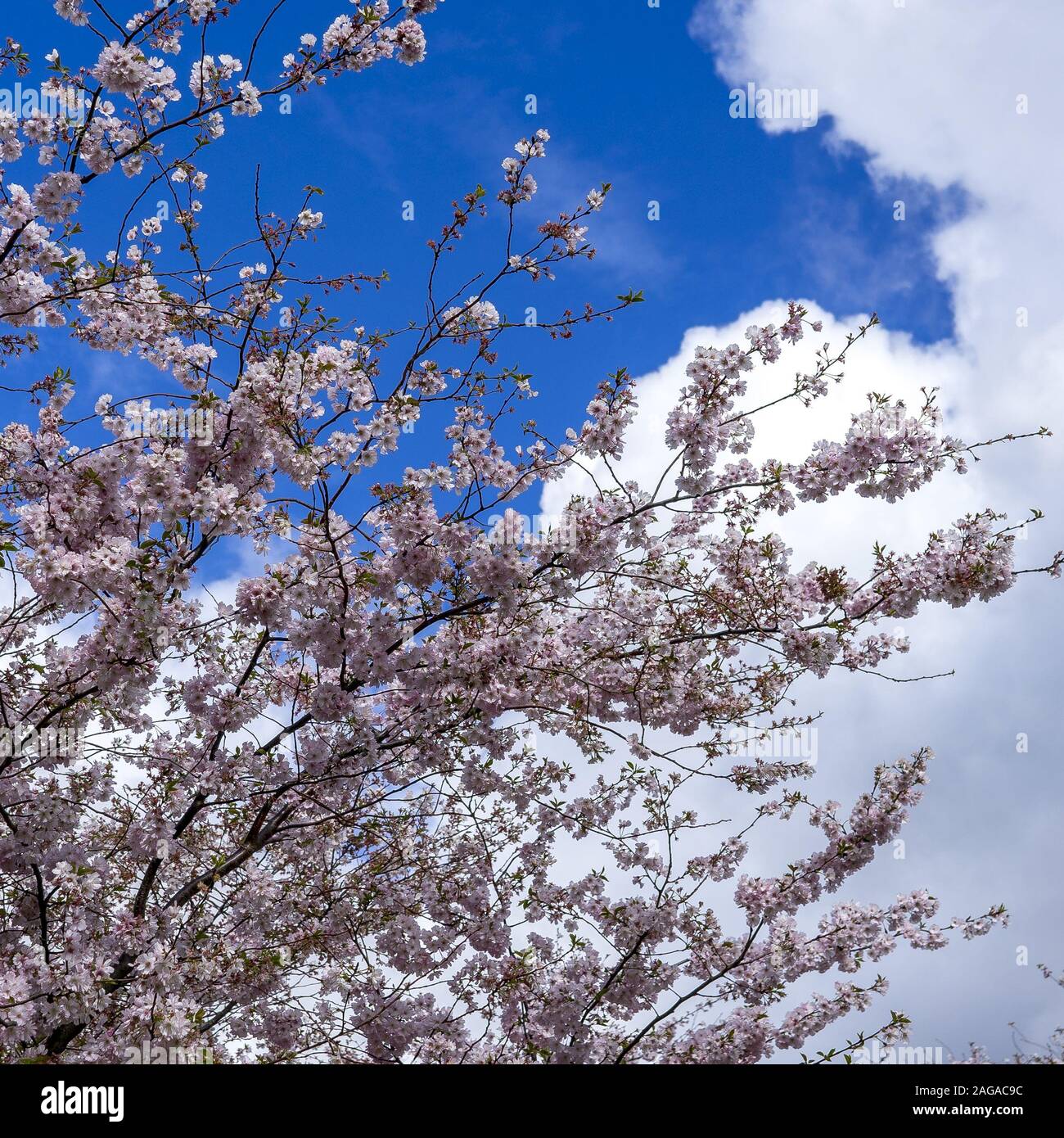 Spring blossom and blue sky with clouds Stock Photo - Alamy