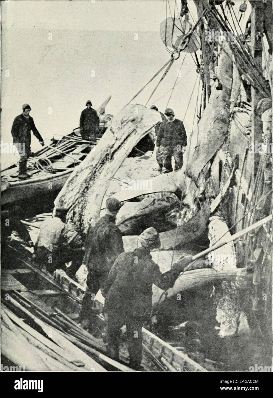 Flensing hi-res stock photography and images - Alamy