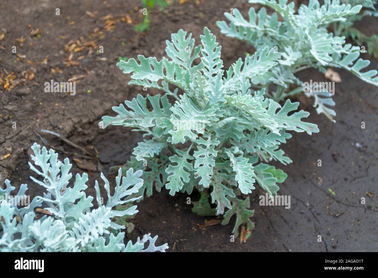 Plant with gray-green velvet leaves - Senecio cineraria. Selective ...