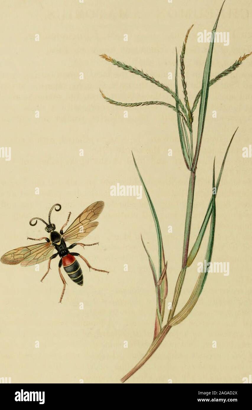. British entomology; being illustrations and descriptions of the ...