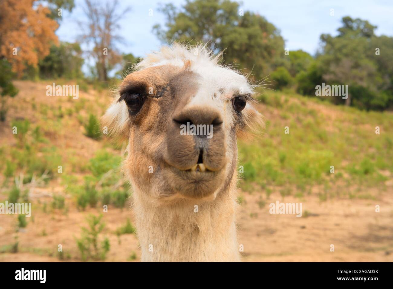 Head of a lama in nature environment Stock Photo - Alamy