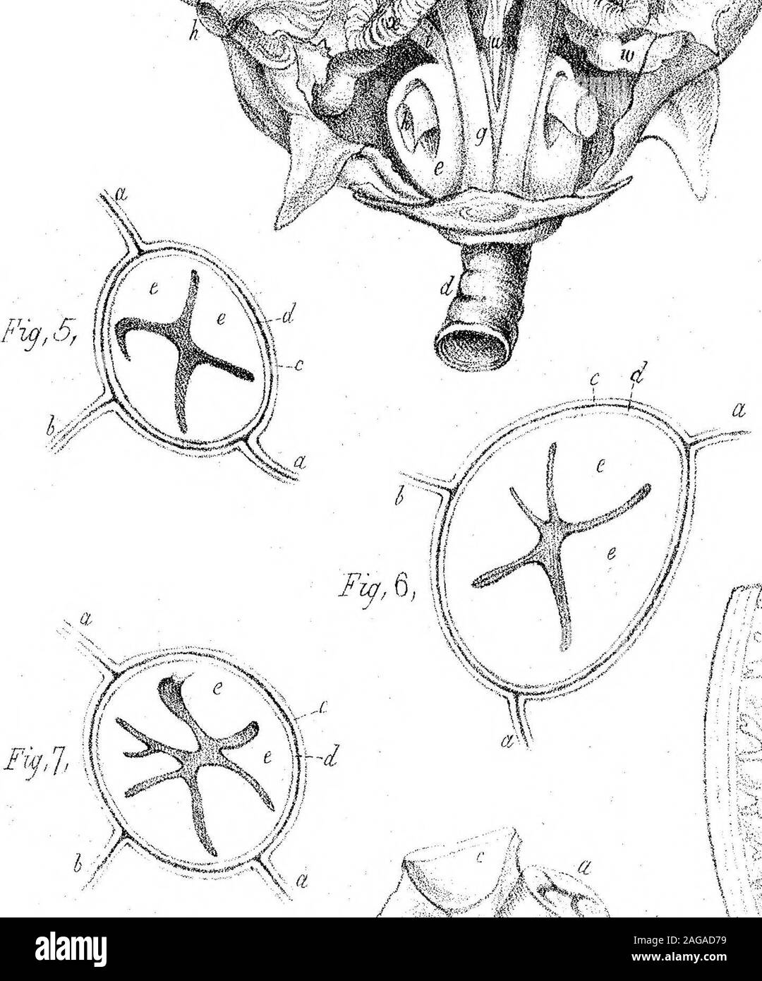 Brachiopoda hi-res stock photography and images - Alamy