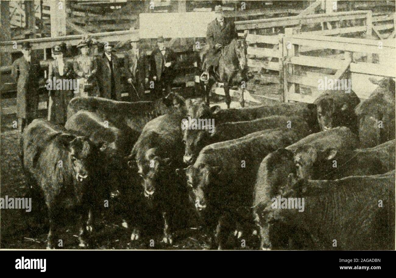 . Types and market classes of live stock. bany, Detroit, and many other ...