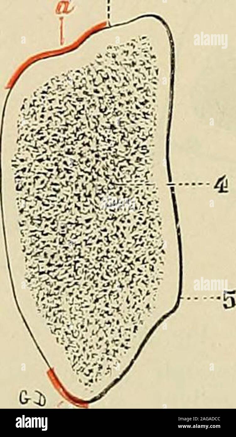 Anatomie de la gorge hi-res stock photography and images - Alamy