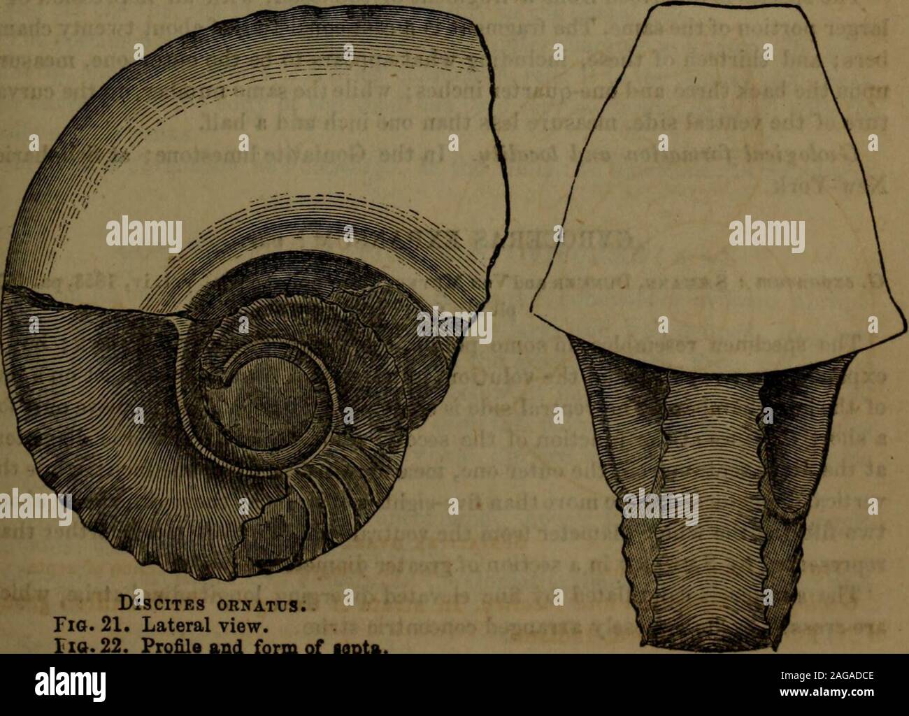 Siphuncle hi-res stock photography and images - Alamy