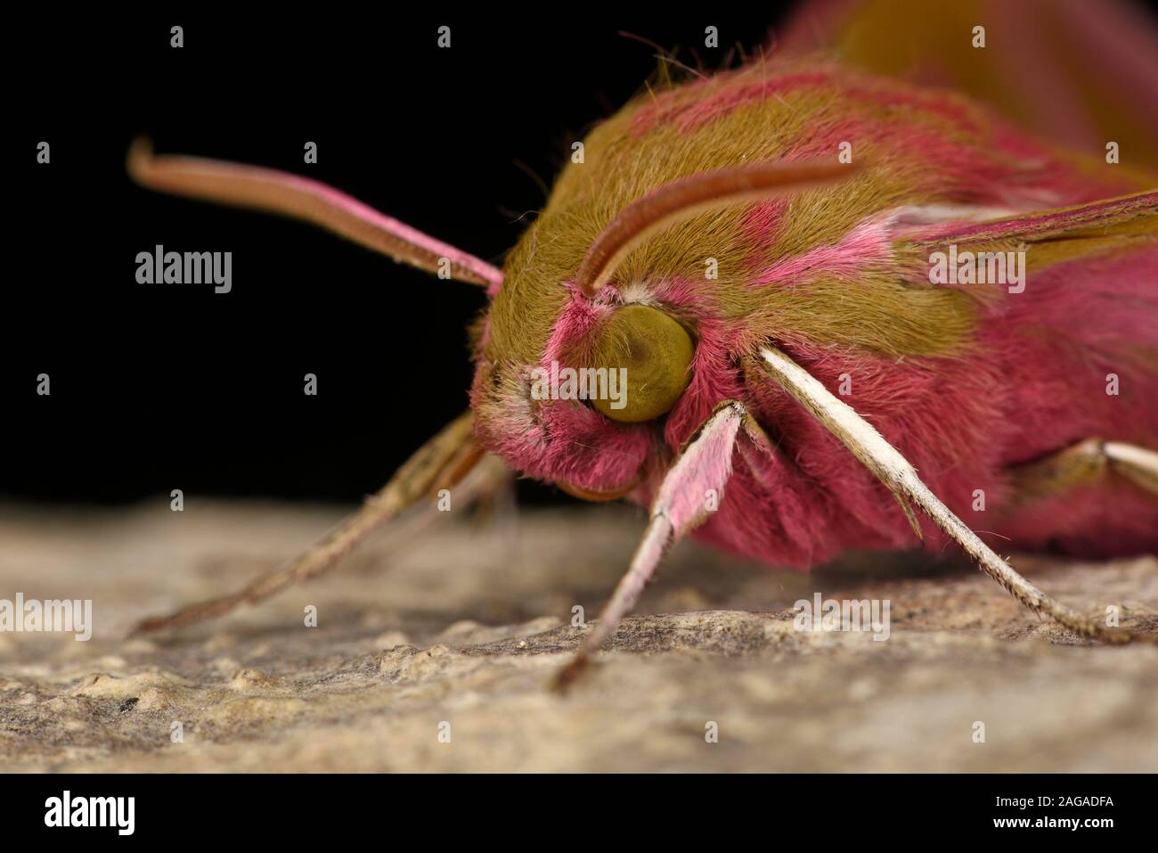 Large Elephant Hawk-moth (Deilephila elpenor) resting on tree trunk ...