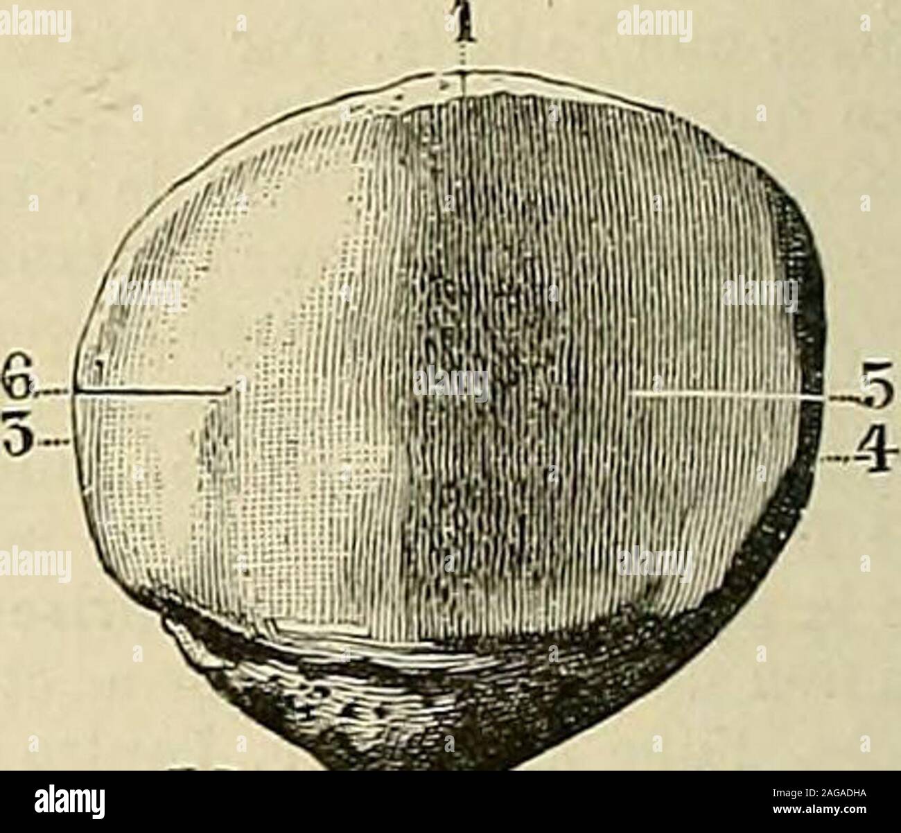 Anatomie de l'os de la rotule hi-res stock photography and images - Alamy