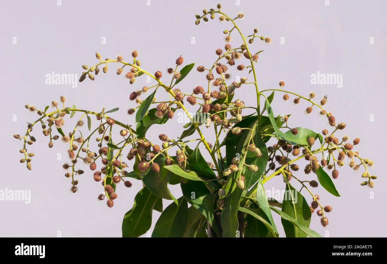 Conocarpus tree hi-res stock photography and images - Alamy