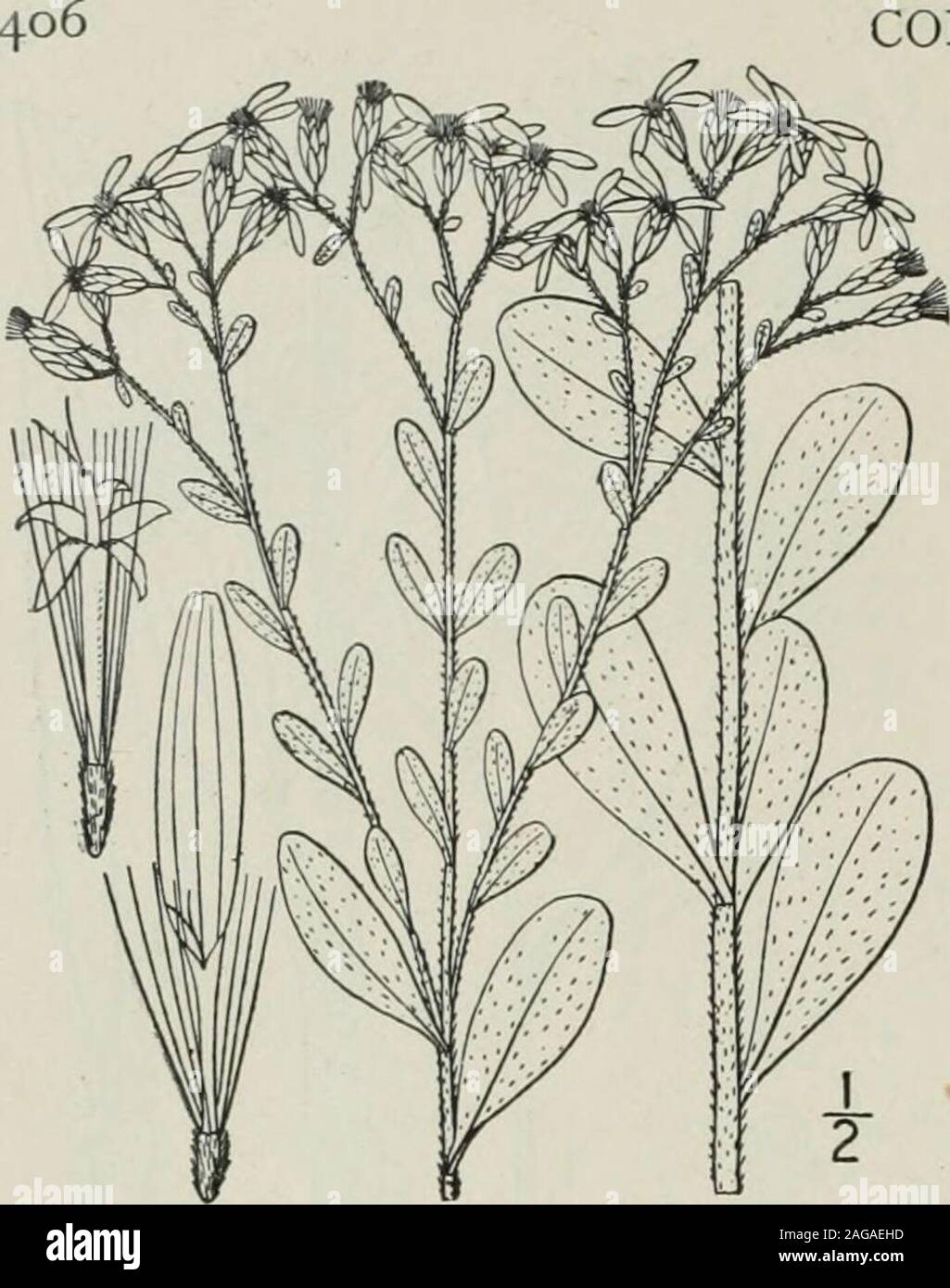 Sericocarpus hi-res stock photography and images - Alamy