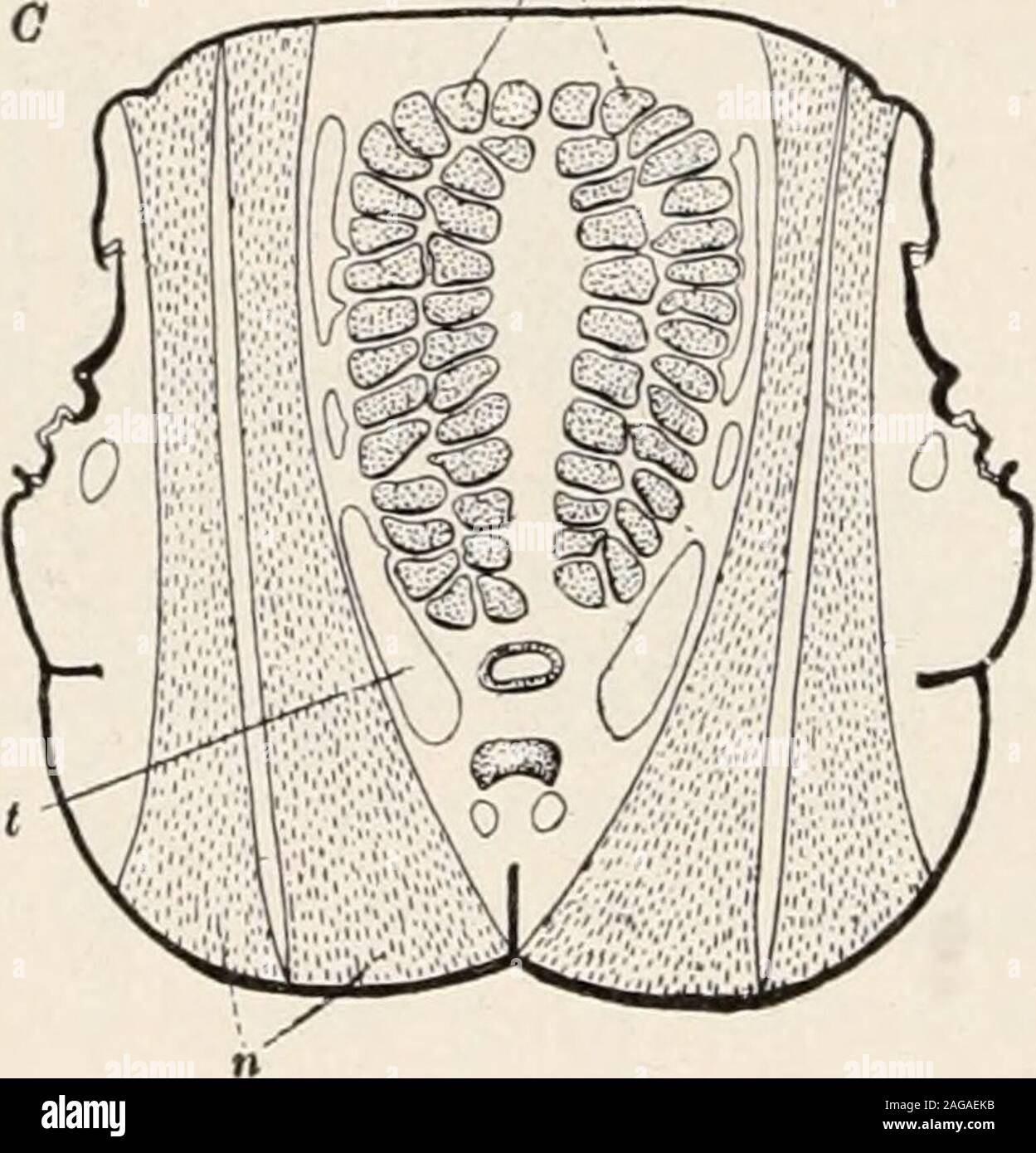 . Ants; their structure, development and behavior Stock Photo - Alamy