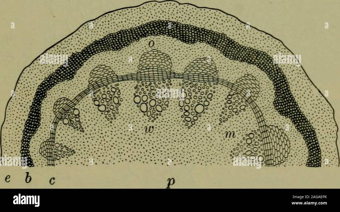 Woody stem cross section hi-res stock photography and images - Alamy