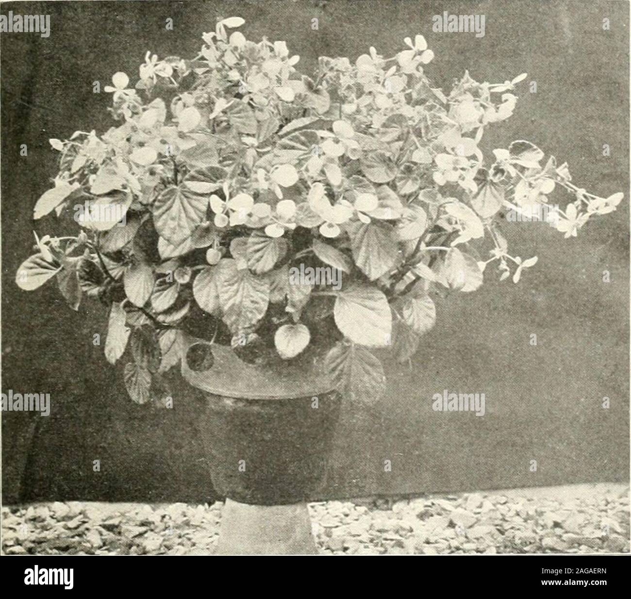 Four elms hi-res stock photography and images - Alamy