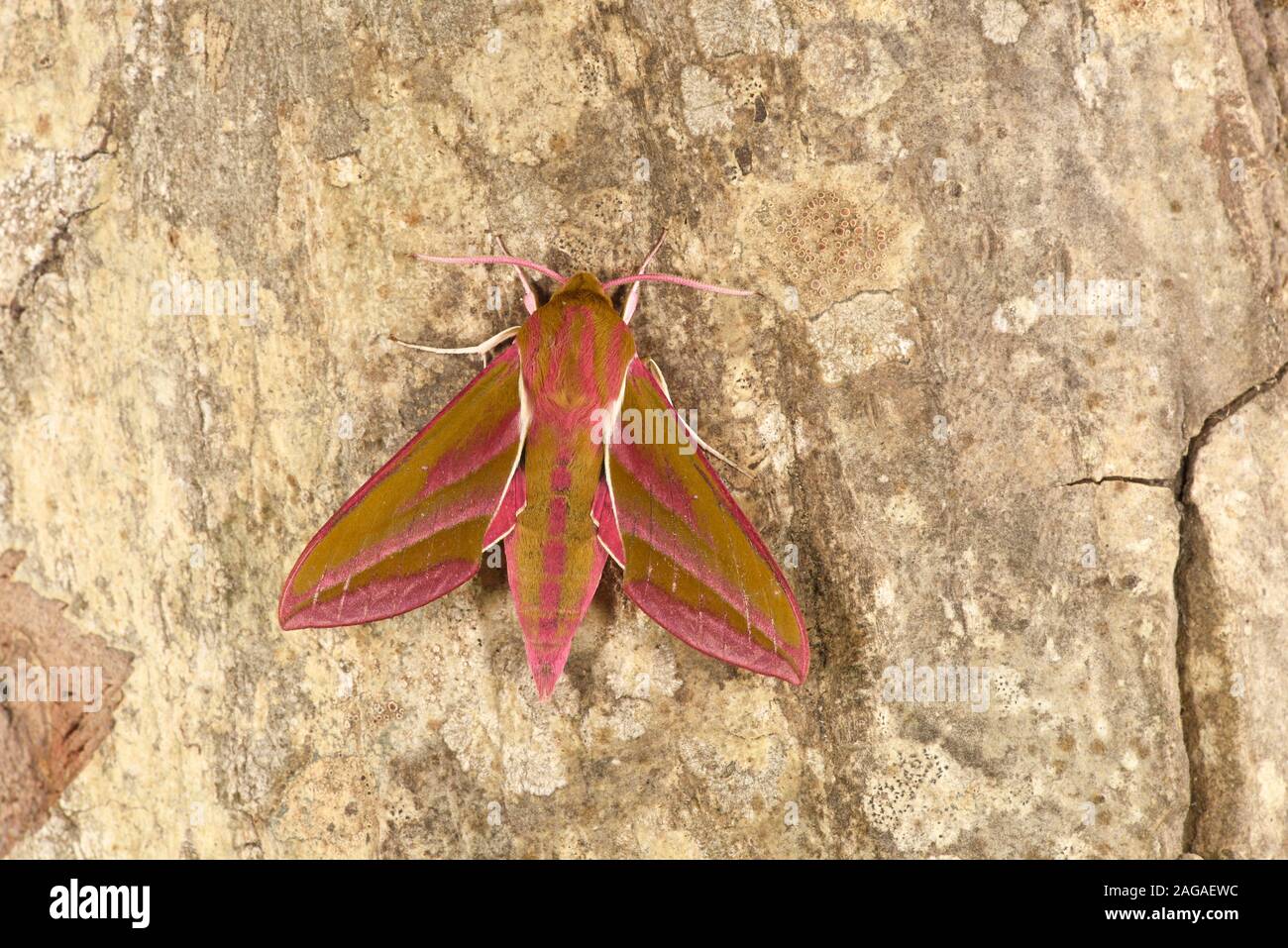 Large Elephant Hawk-moth (Deilephila elpenor) resting on tree trunk ...