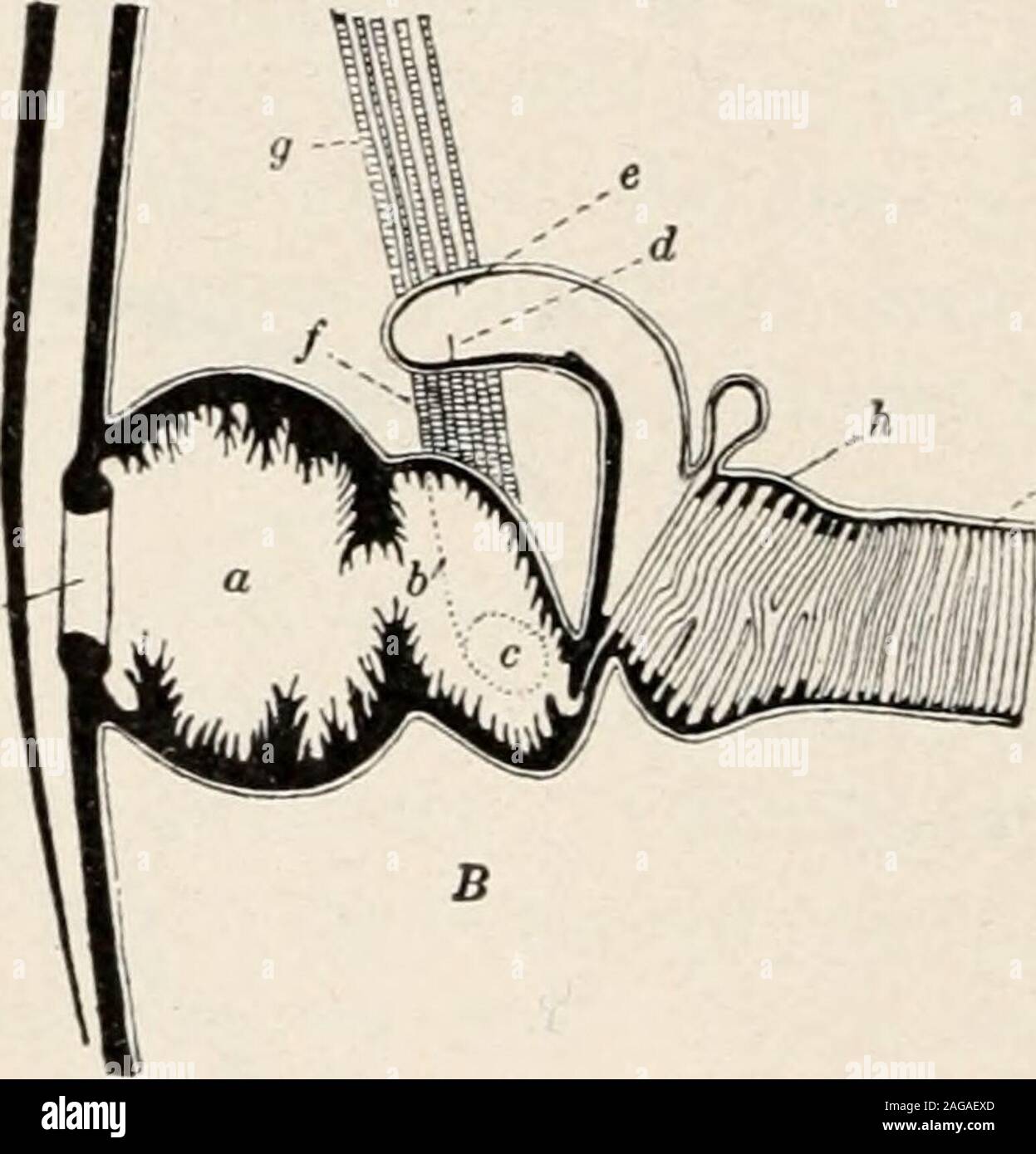 . Ants; their structure, development and behavior. FIG. 25 ...