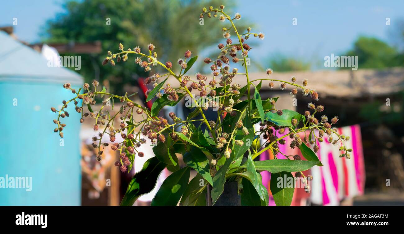 Conocarpus Erectus Tree High Resolution Stock Photography and Images ...