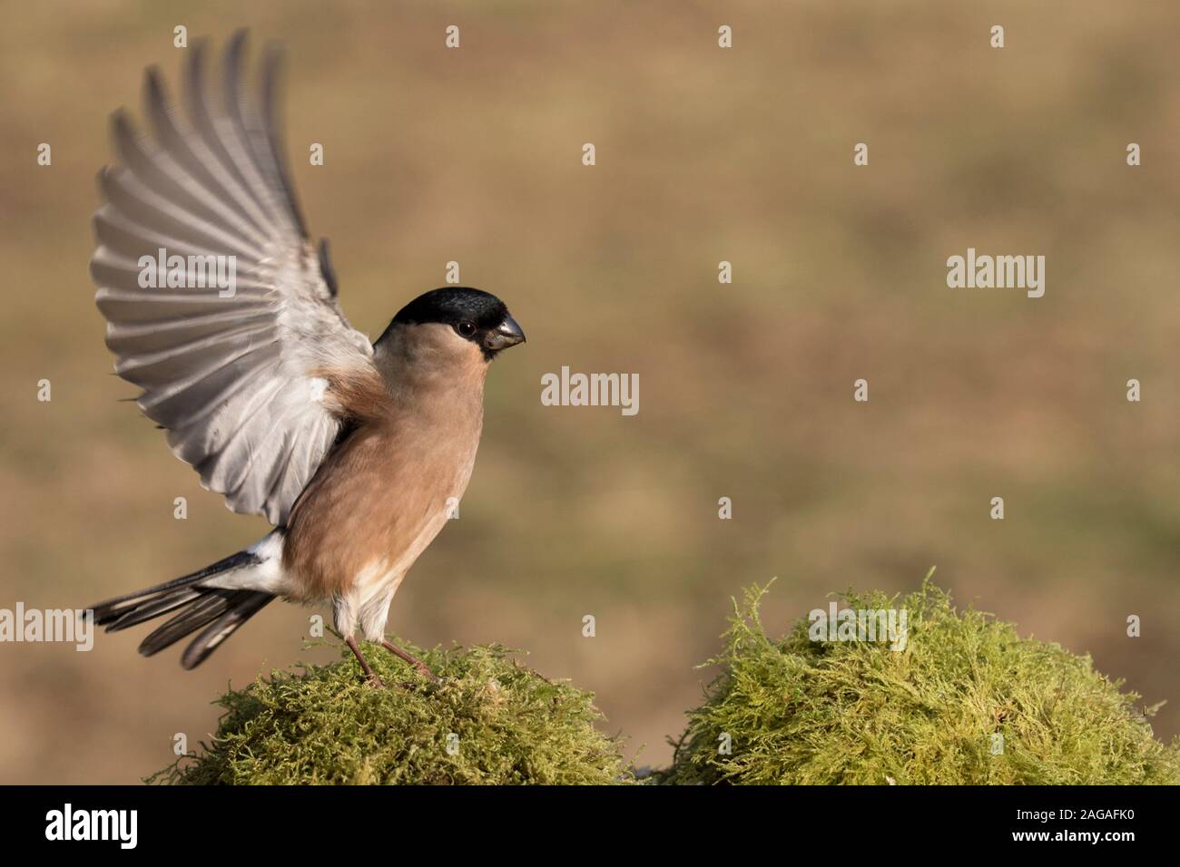 Female wing hi-res stock photography and images - Alamy