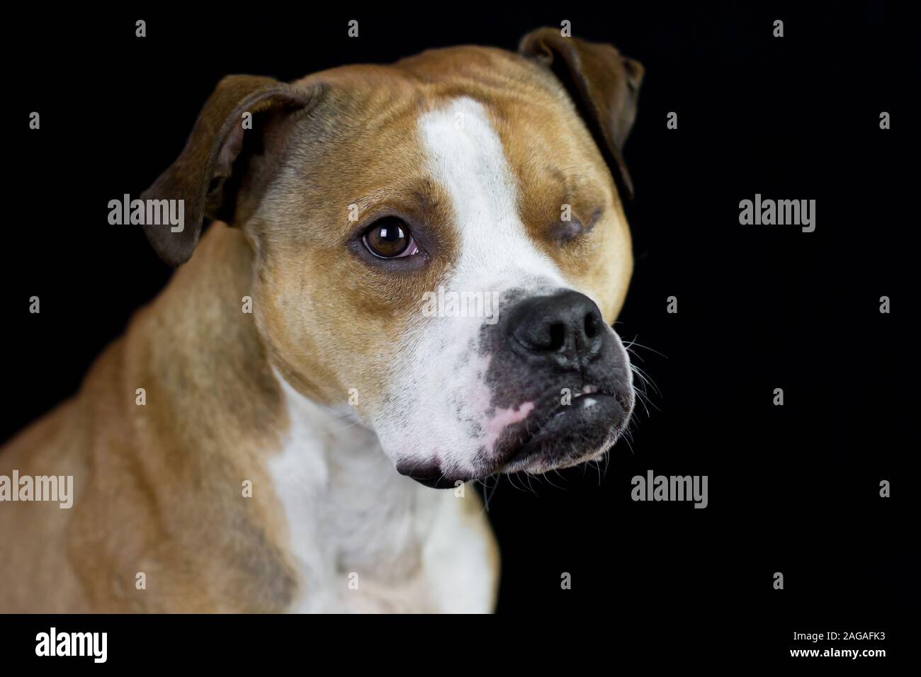One eyed pit bull hi-res stock photography and images - Alamy
