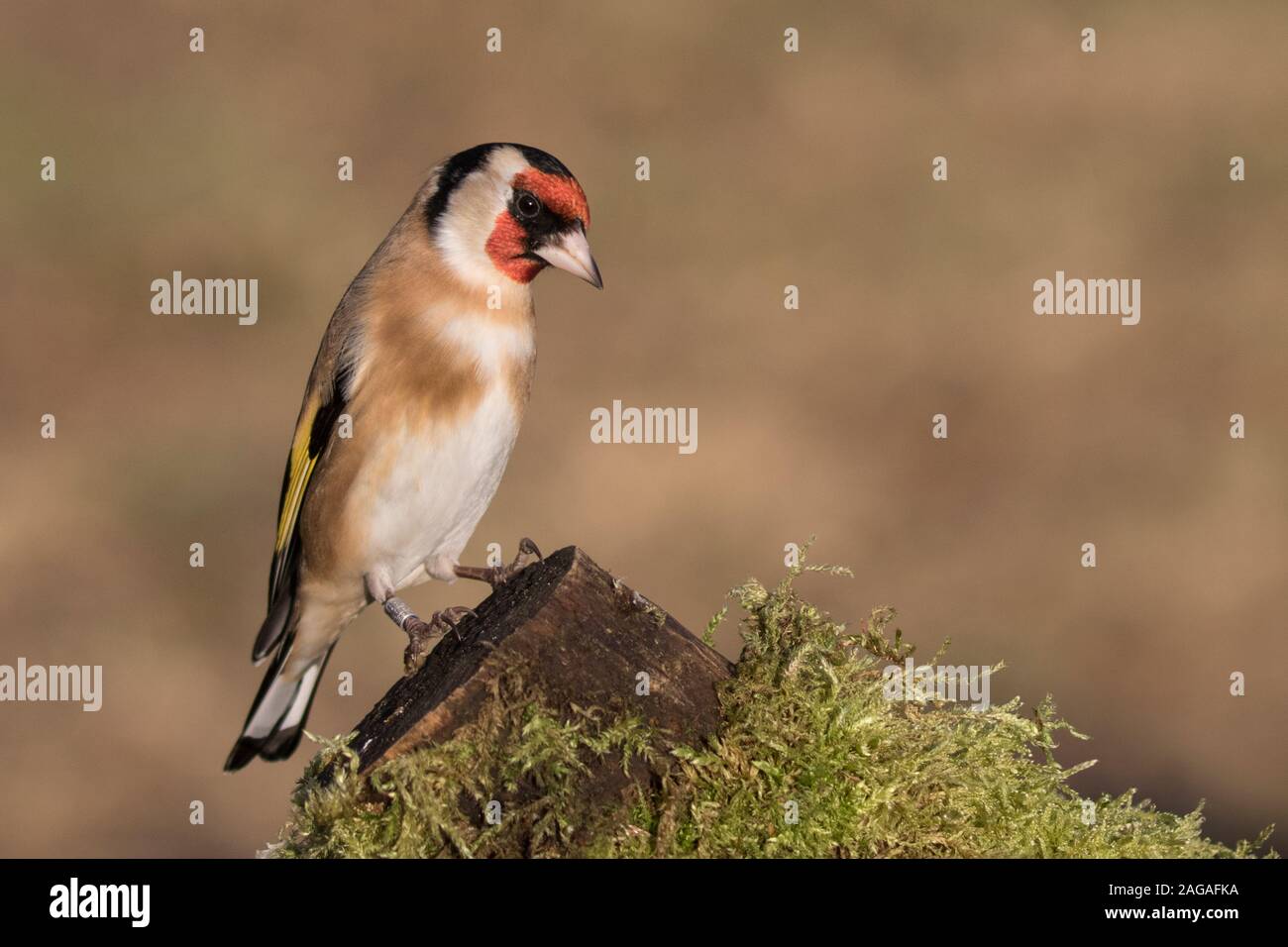Goldfinch carduelis adult feeding hi-res stock photography and images ...