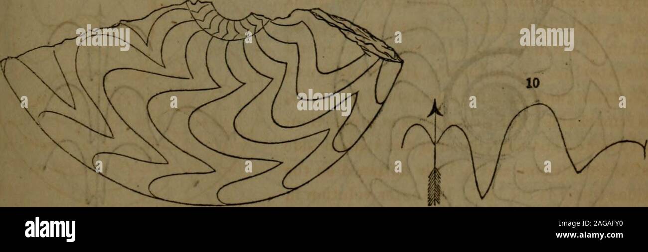 Dorsal edge hi-res stock photography and images - Alamy