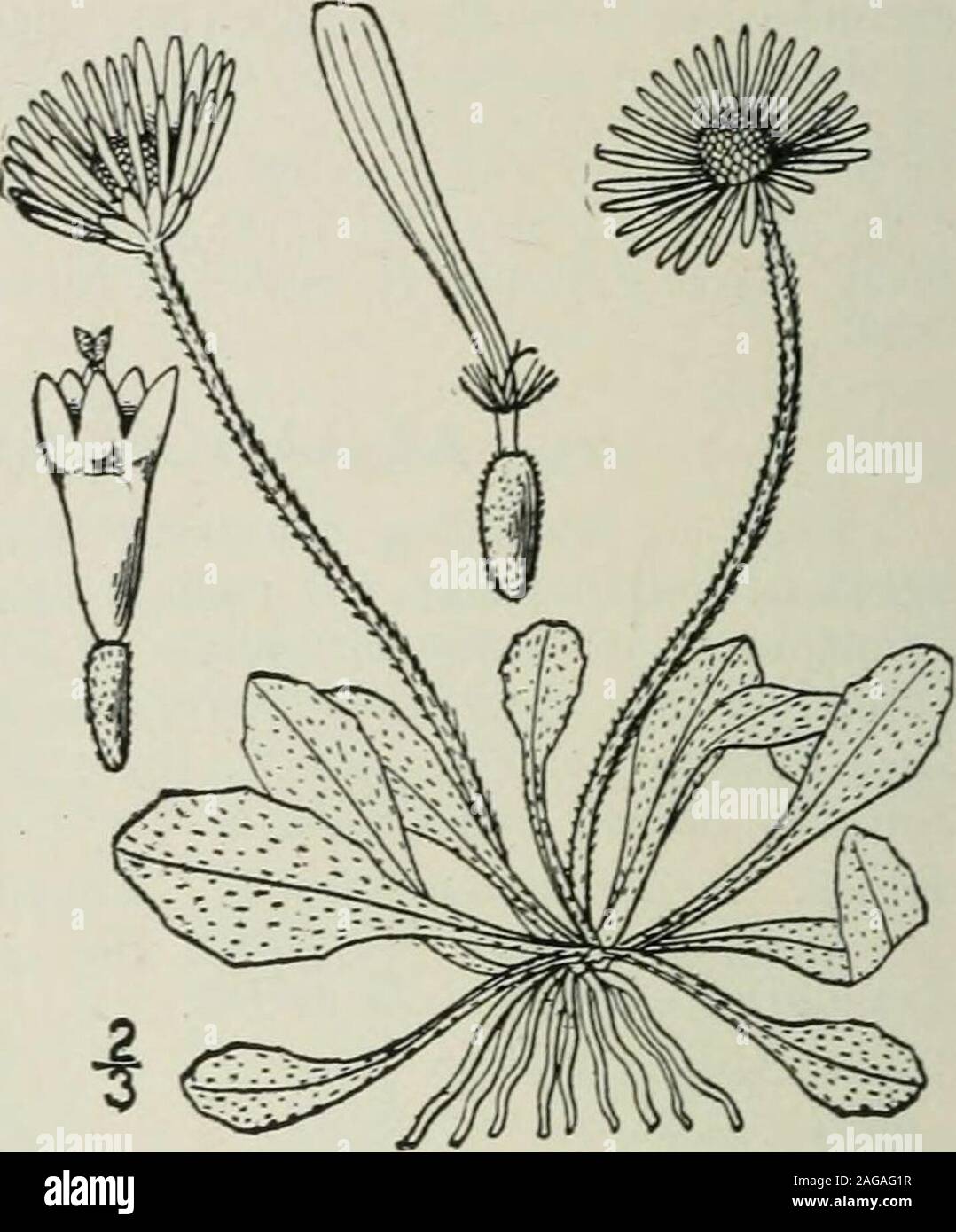 Spatulate leaves hi-res stock photography and images - Alamy