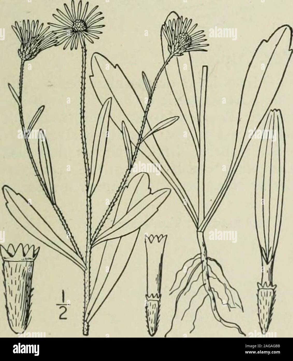 Largeheads hi-res stock photography and images - Alamy