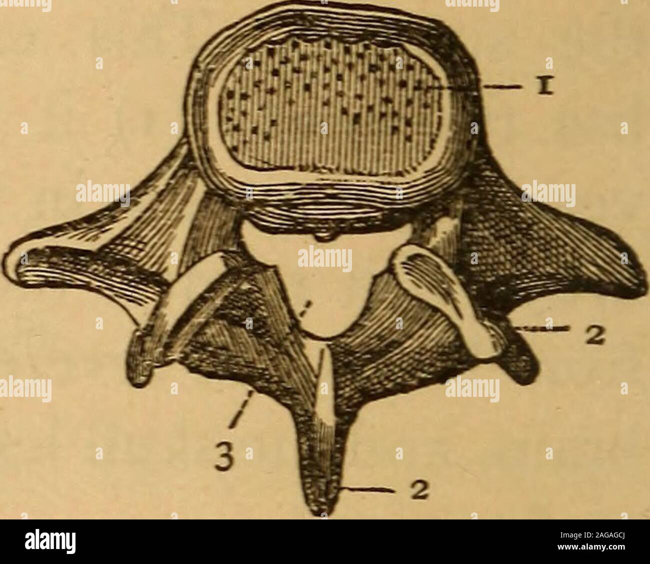 Cartilage between the vertebrae hi-res stock photography and images - Alamy