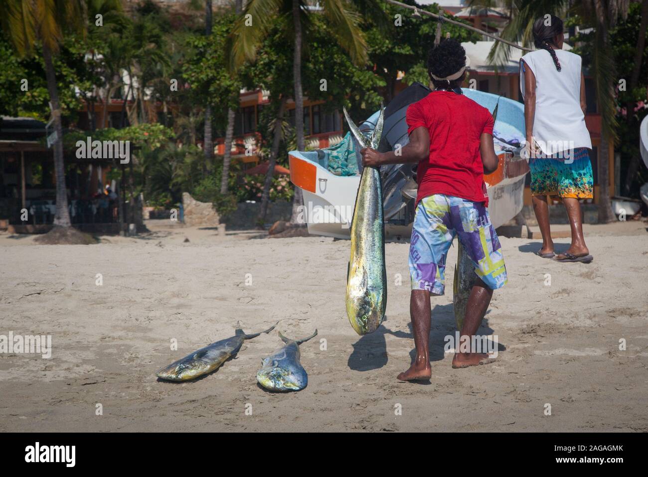 People on the beach carrying Dorado fish captured in Mexico Pacific ...