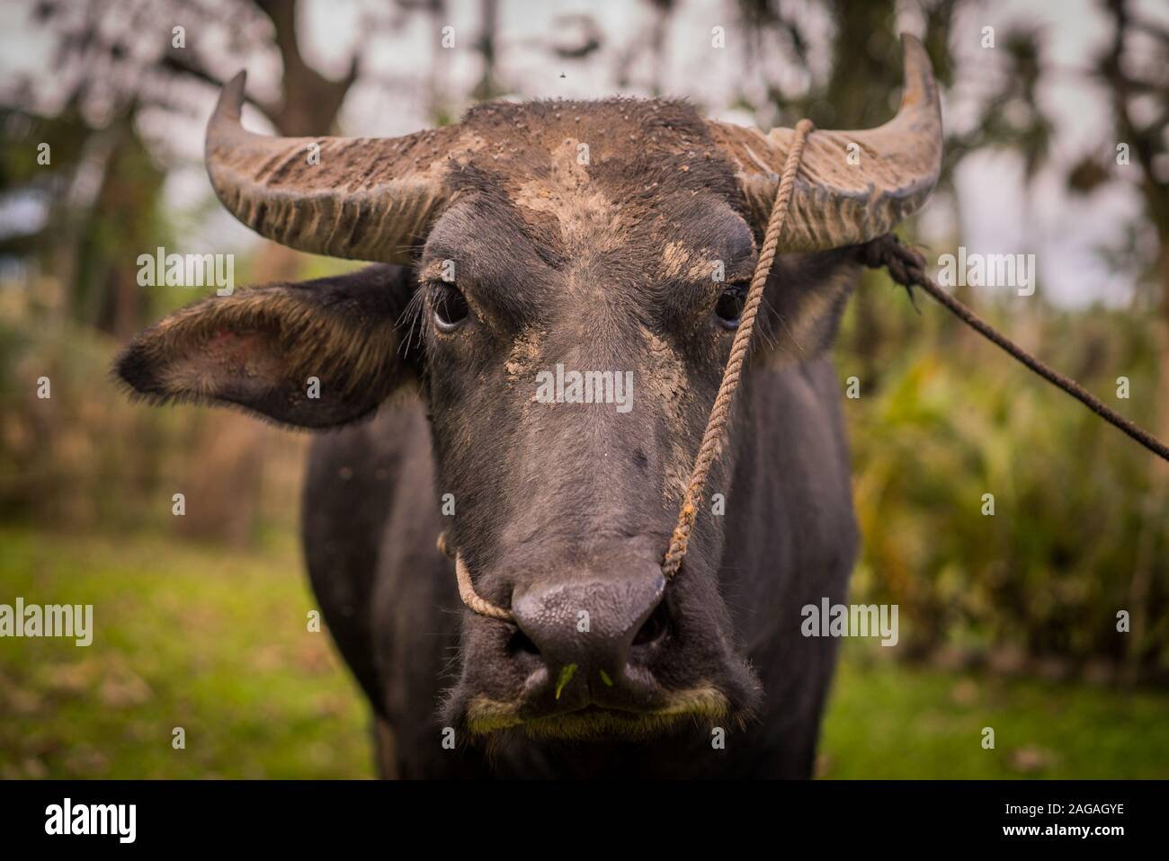 Closeup shot of a black water buffalo in the middle of the jungle Stock ...