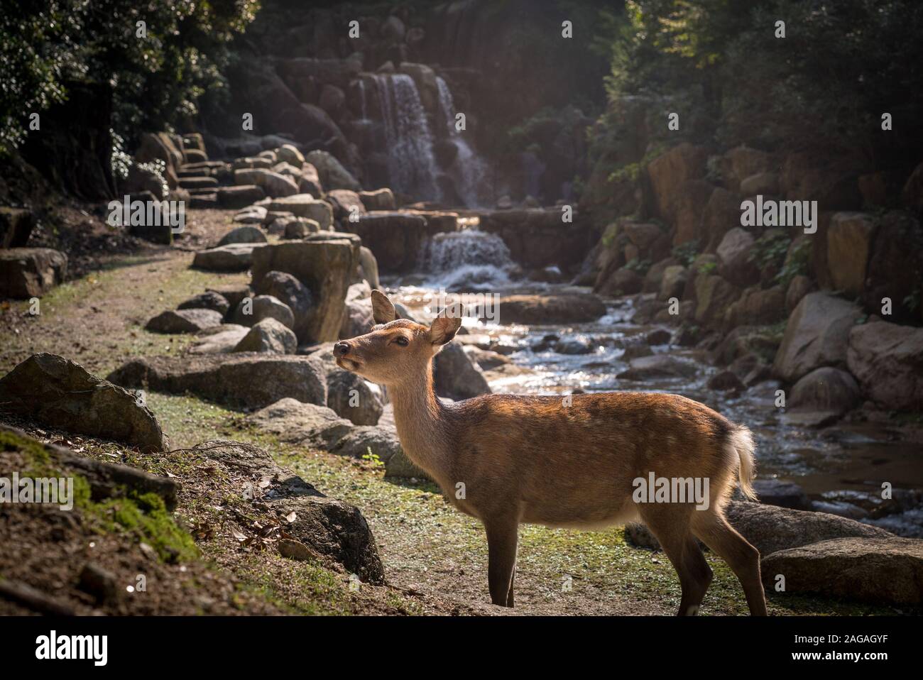 Miyajima island hiking hi-res stock photography and images - Alamy