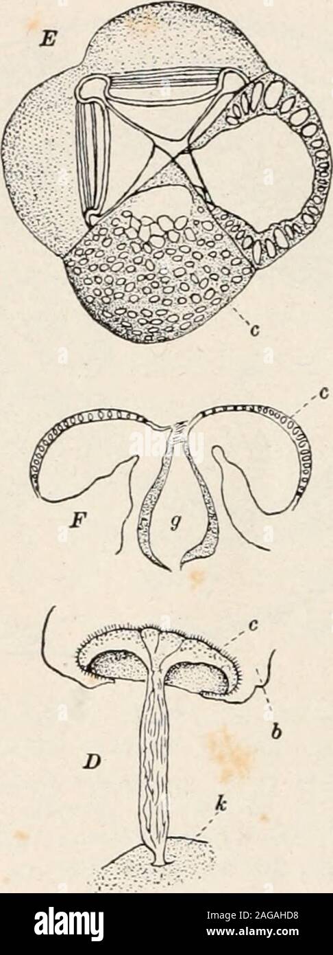. Ants; their structure, development and behavior Stock Photo - Alamy