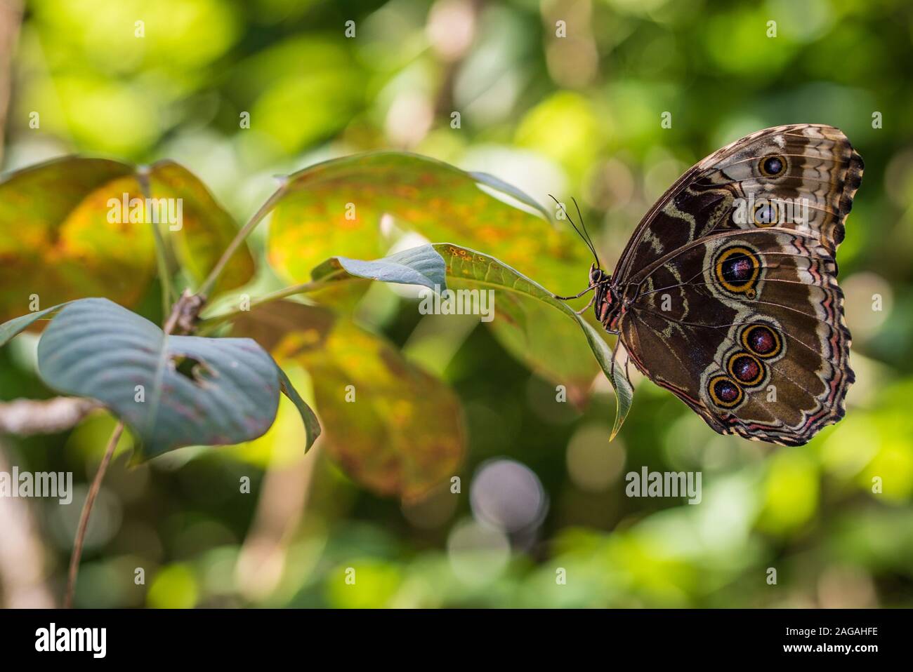 Miami blue butterfly hi-res stock photography and images - Alamy