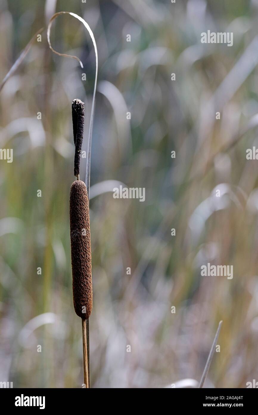 Common bulrush broadleaf cattail great hi-res stock photography and ...
