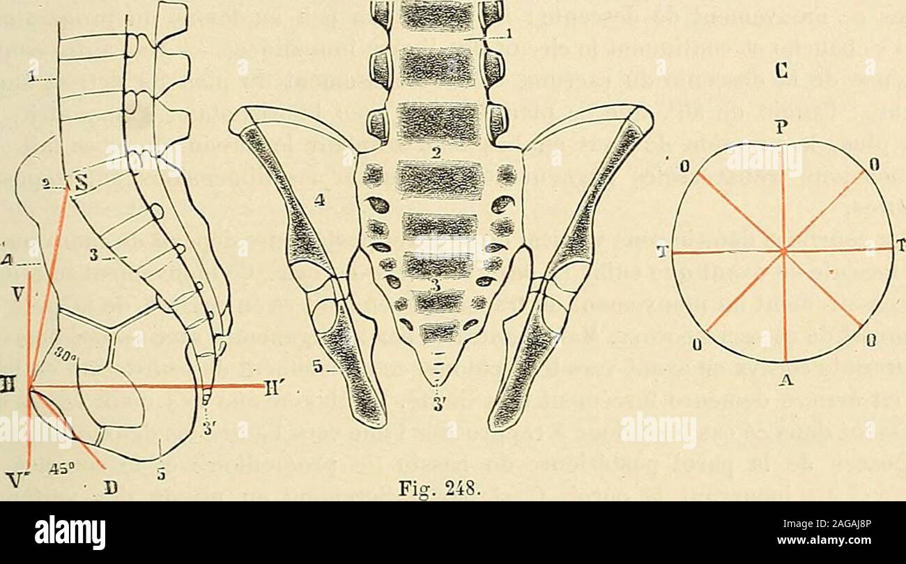 Symphyse pubien hi-res stock photography and images - Alamy