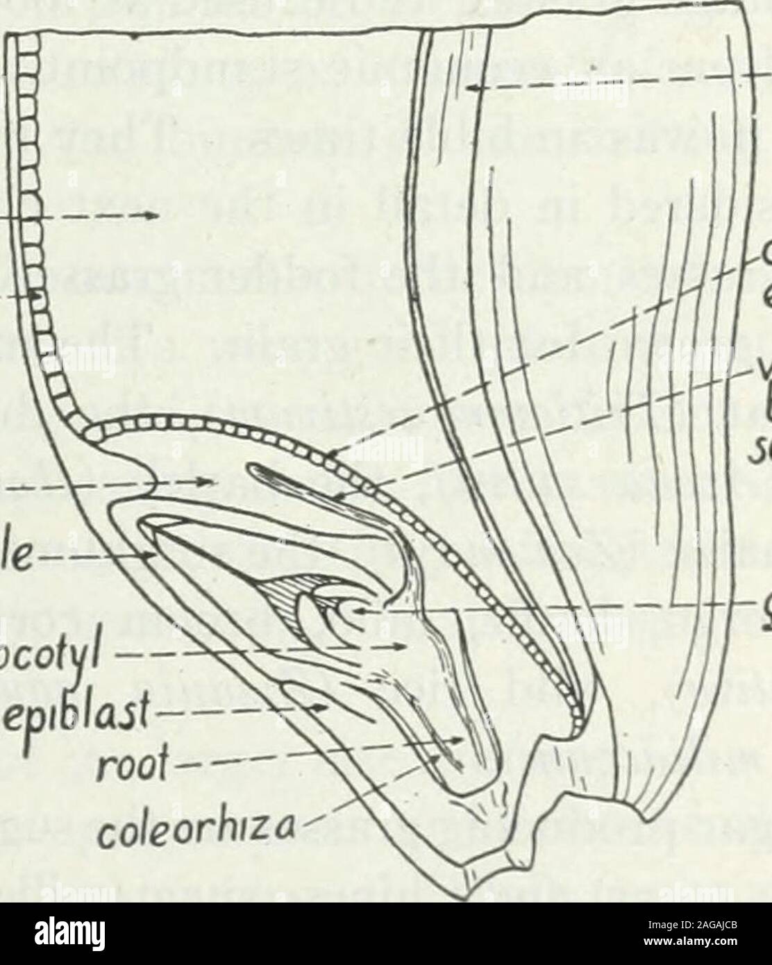 Coleoptile hi-res stock photography and images - Alamy