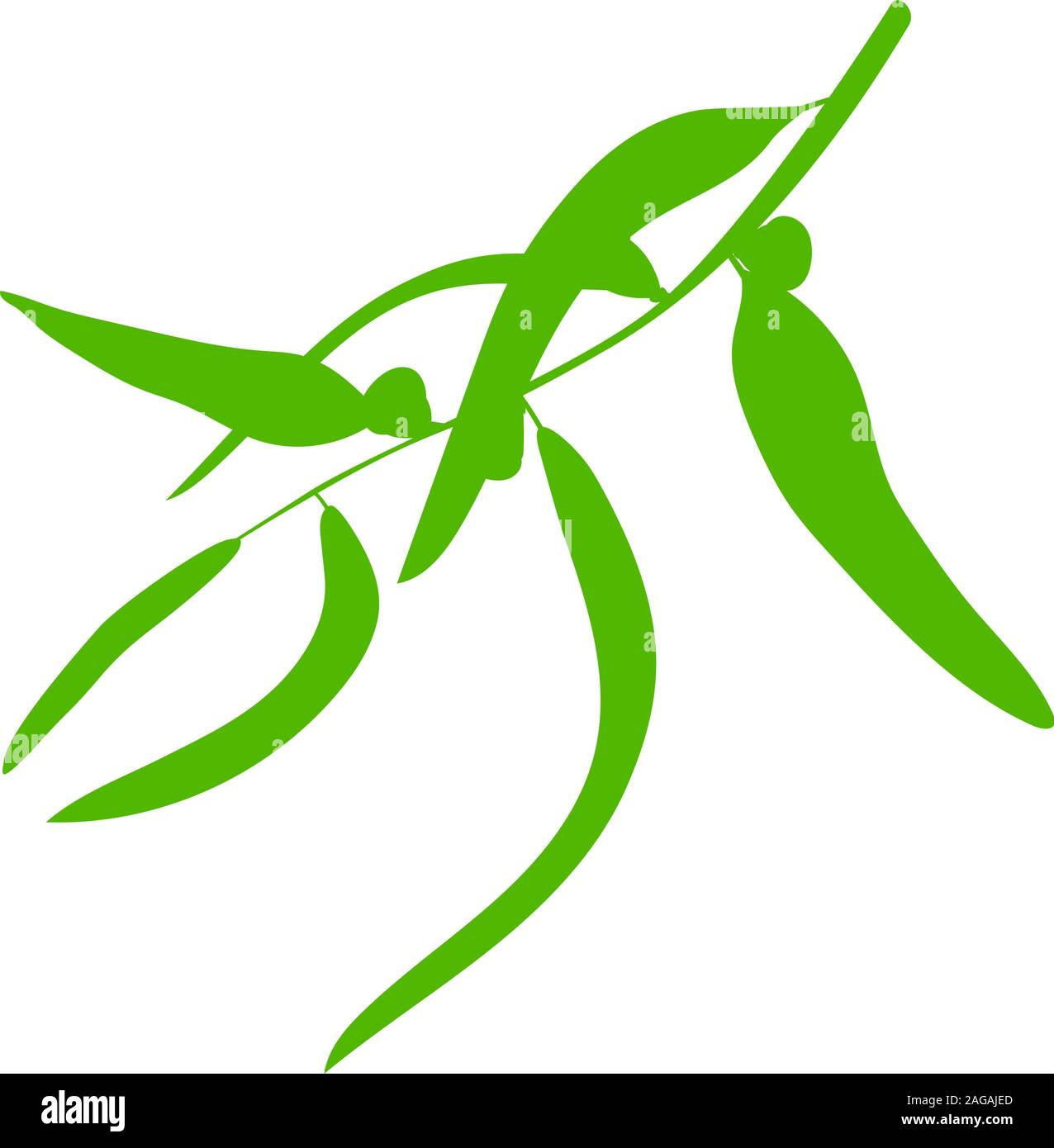 Eucalyptus tree. Vector illustration. Fresh eucalyptus on white ...