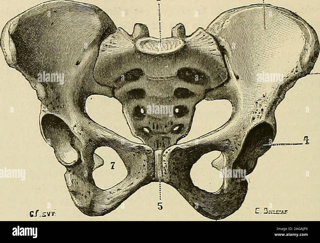 Anatomie bassin hi-res stock photography and images - Alamy