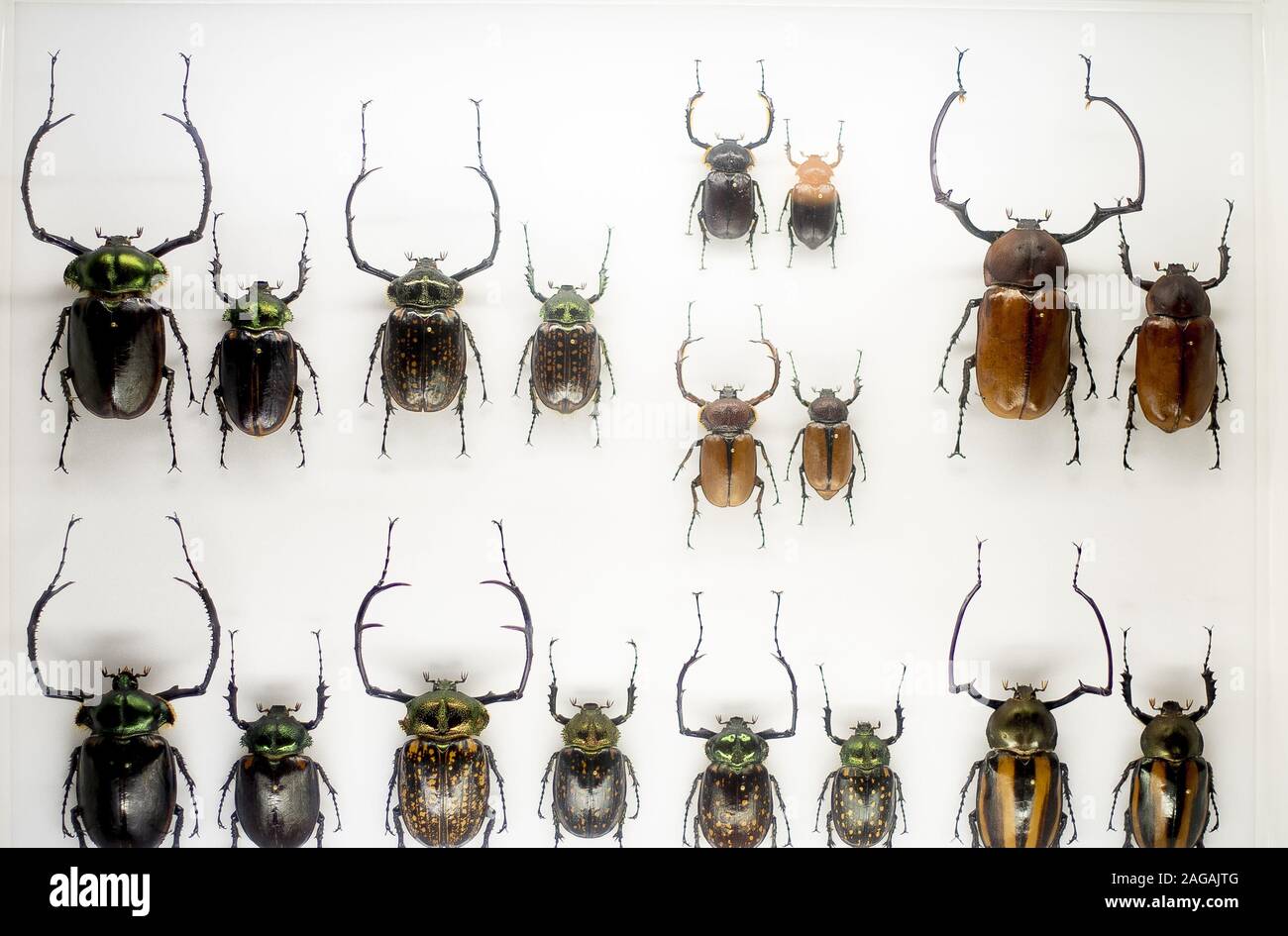 Collection of big and small beetles of different colors on white ...