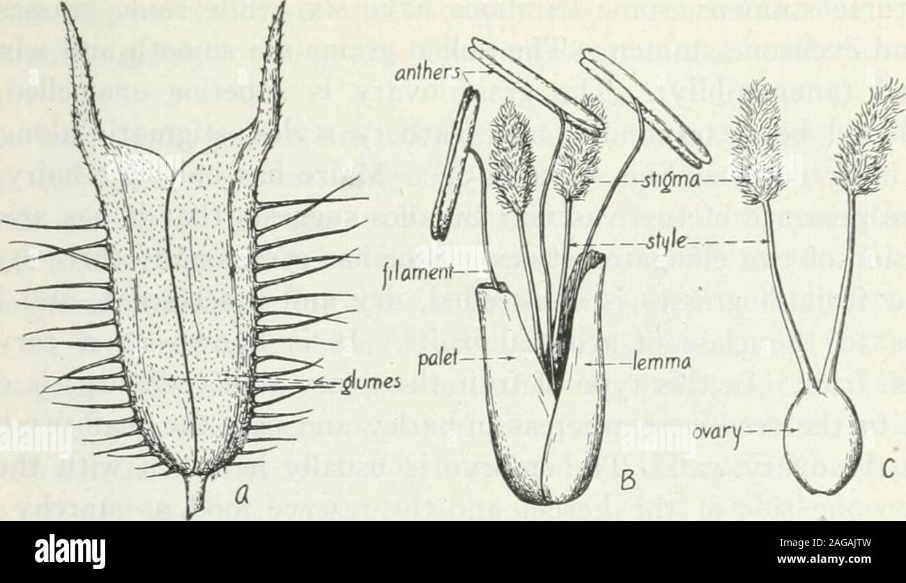 Lodicules hi-res stock photography and images - Alamy