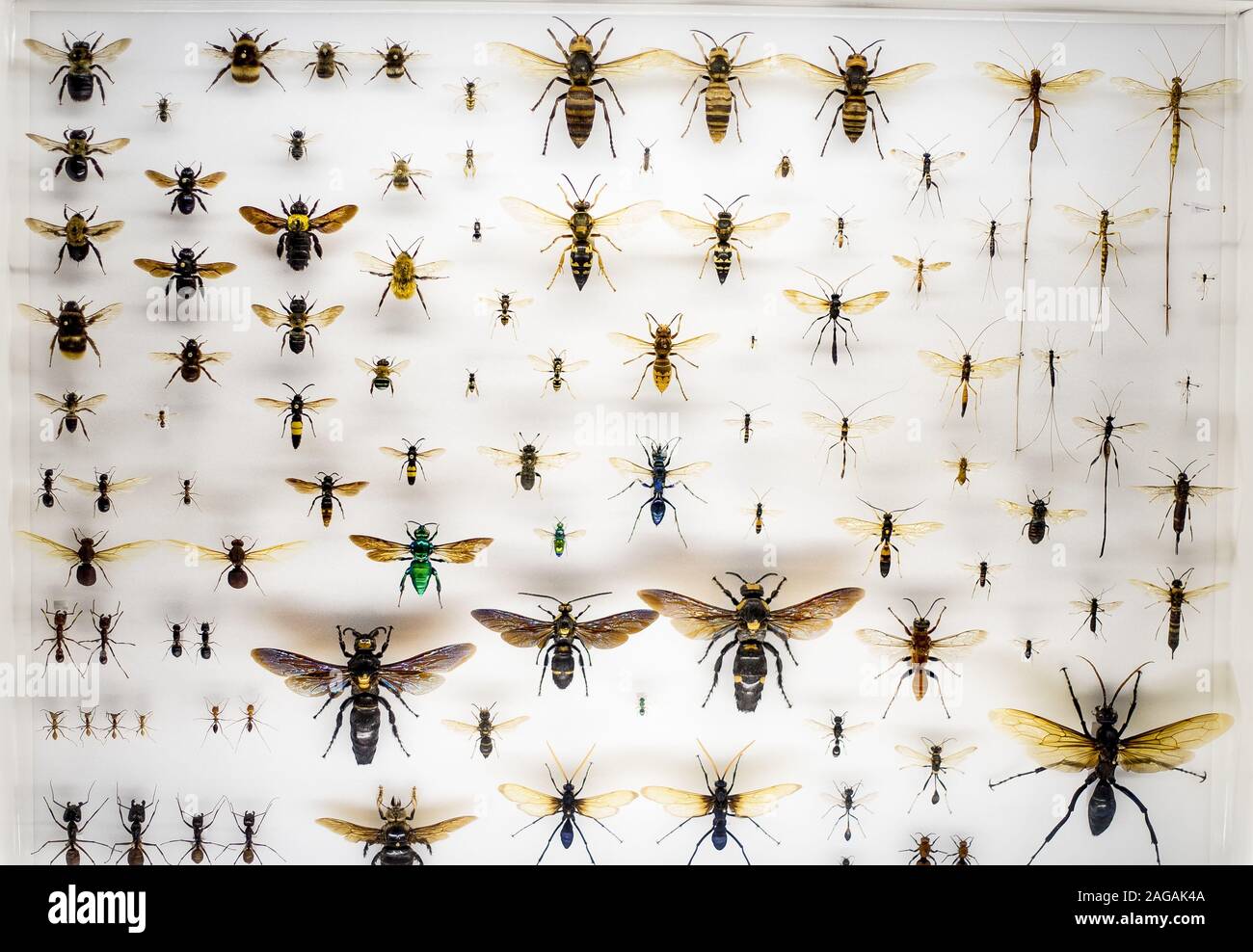 Big bees hi-res stock photography and images - Alamy