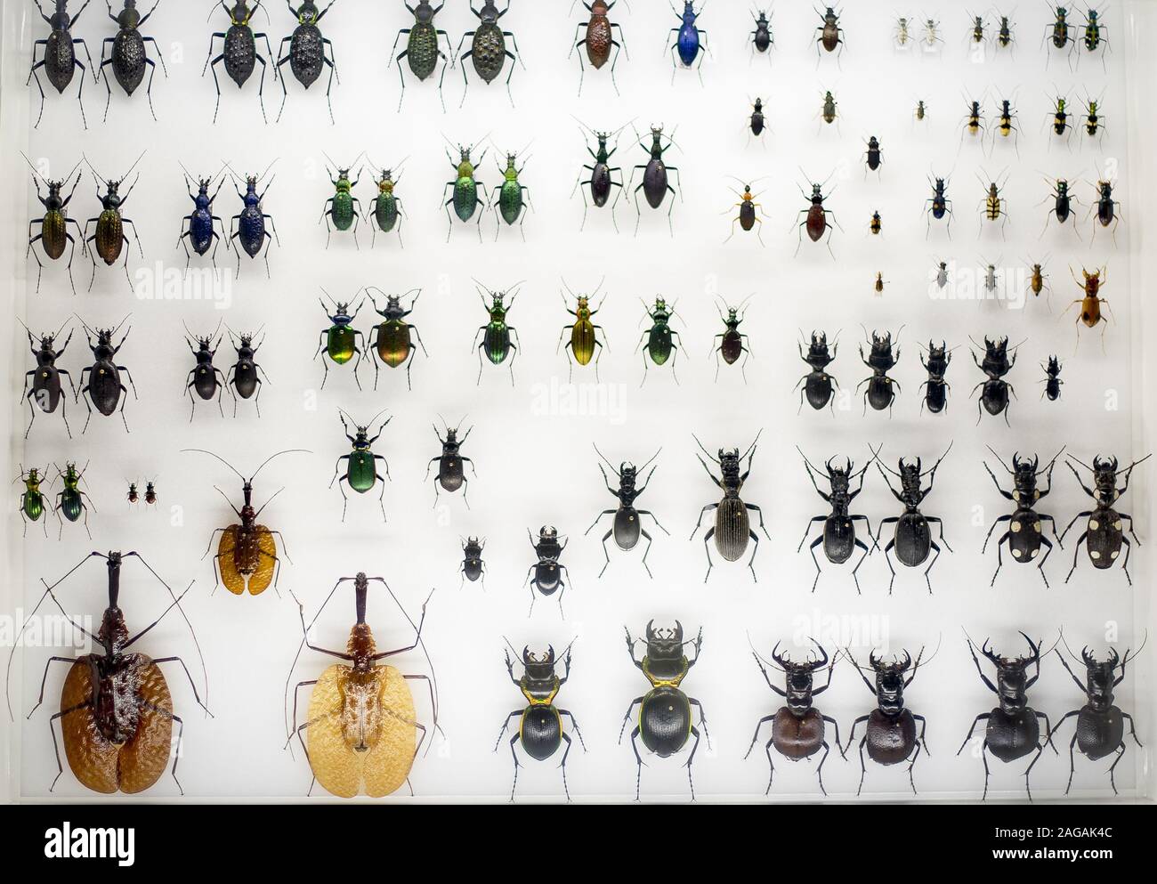 Collection of big and small beetles of different colors on white ...